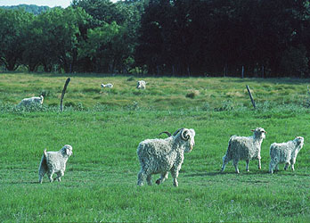 Angora Goats on Goat Ranch near Goldthwaite, Texas