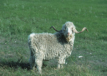 Angora Goat on Goat Ranch near Goldthwaite, Texas