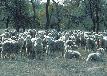 Angora Goats on Goat Ranch near hwy 83 in Texas