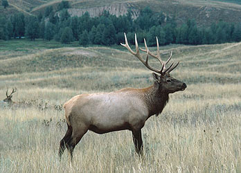 Bull Elk in Montana