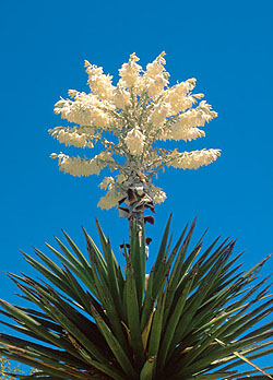 Giant Dagger Yucca plant in Big Bend National Park, Texas