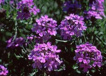 Rose Vervain (verbena) in Big Bend National Park, Texas