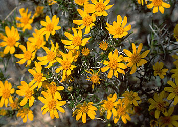 Yellow Spiny Daisy in Big Bend National Park, Texas