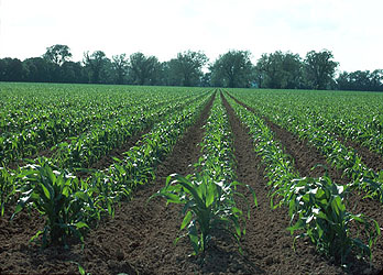 Corn Field near Eagle Lake, Texas