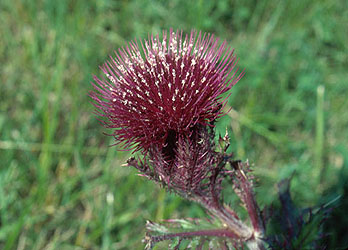Red Thistle Blooming along Natchez Trace parkway near Cave Springs ...