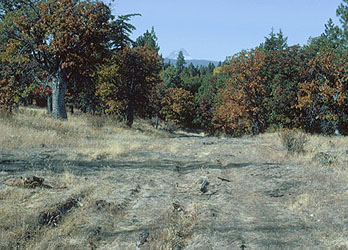 Oregon Trail Wagon Ruts near Barlow Road Tollgate near Rock Creek ...