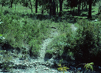 Oregon Trail Ruts along Cottonwood Creek near Hanover, Kansas