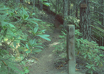 Laurel Hill Trail, part of Oregon trail in Oregon
