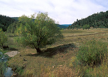 Santa Fe trail Wagon Ruts near Las Vegas, New Mexico