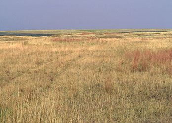 Santa Fe Trail wagon ruts in prairie grass near Dodge City, Kansas