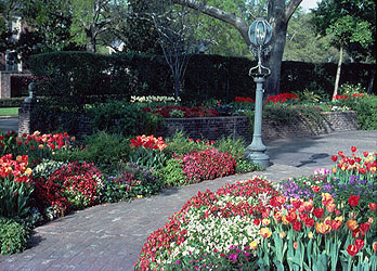 Houston Azalea Trail in River Oaks, Houston, Texas