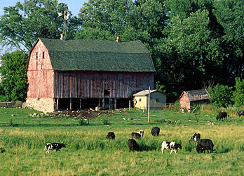 Rustic Red Barn and Cows Grazing in Rice county, Minnesota